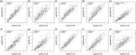 Correlation Analysis Of 10 Hub Genes In Hcc With Cdk1 A Ccnb2 B Download Scientific