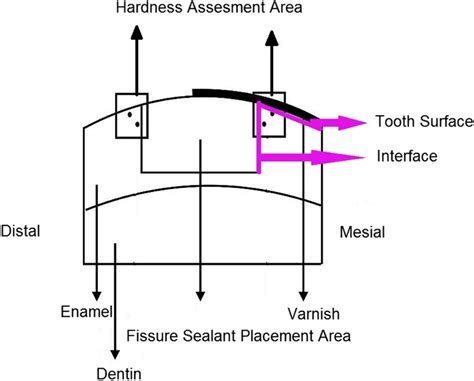 The Schematic Representation Of The Points Evaluated In The