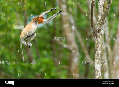 Proboscis Monkey Nasalis Larvatus Subadult Female Jumping Between