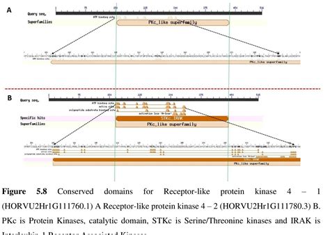 The Red Dotted Line Is The Boundary Between The Two Genes