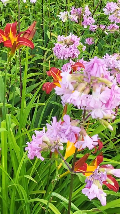 Красивая природа в нашем городе в германии цветы природа германия Shorts Youtube