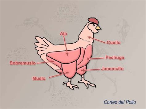 Pollo Características Región De Murcia Digital