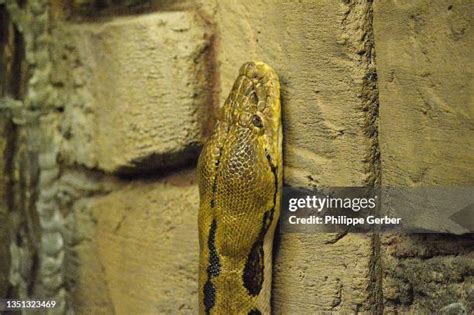 Huge Python Photos And Premium High Res Pictures Getty Images