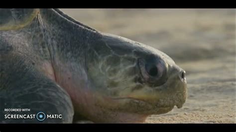 ΧΕΛΩΝΑ ΚΑΡΕΤΑ ΚΑΡΕΤΑ Youtube