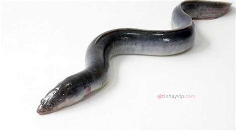 Eel Girl Là Gì Vì Sao Eel Girl Lại Gây ám ảnh Như Thế