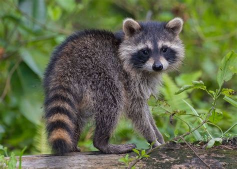 1920x1372 Raccoon Wallpaper Background Image