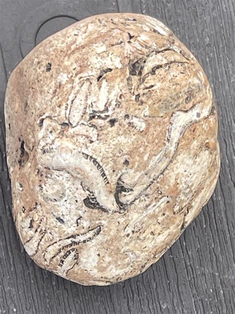 Need Help Identifying Fossils Fossil Id The Fossil Forum