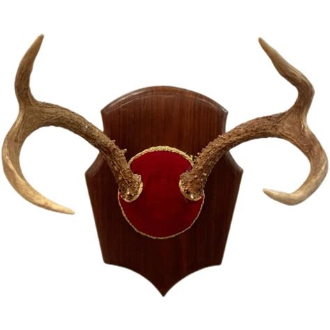 Mid 20th Century Vintage Trophy Mount Antlers A Pair Chairish