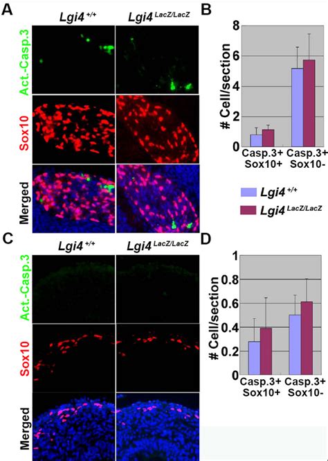 Sox10 Mgi Mouse Gene Detail Mgi98358 Sry Sex Determining Region Y