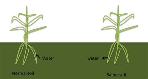 How Does Salinity Affect Plants At Owen Griver Blog