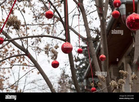 It Is A Nasty Day With Big Red Balls Large Red Balls Hang On Red Laces On The Branches Of Trees