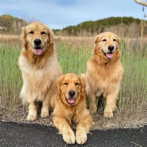 Golden Retriever Criadero 1 En Colombia