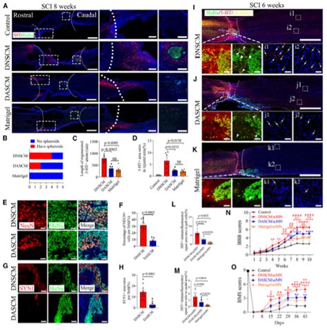 项目文章丨单细胞测序助力脊髓损伤修复突破性研究成果 知乎
