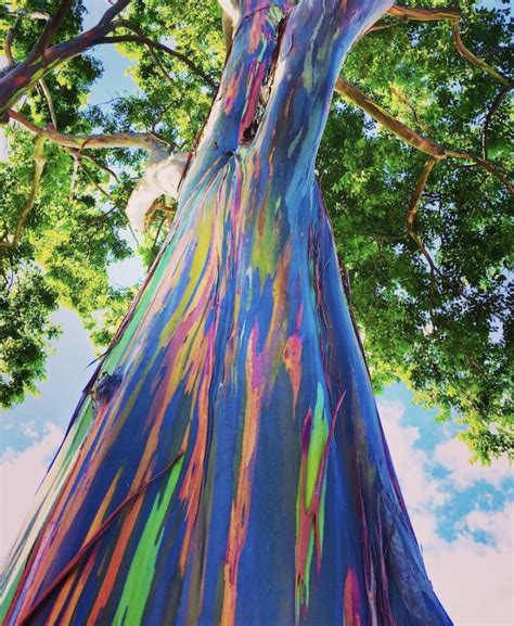 Eucalyptus Deglupta Oahu Hawaii Rforest