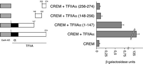 Tfiia Deletions Interfere With Crem Interaction Left Schematic
