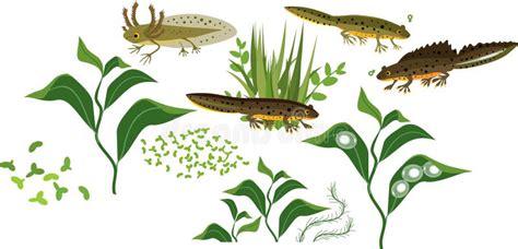 Newt Life Cycle In Pond Sequence Of Stages Of Development Of Crested Newt From Egg To Adult