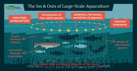 Aquaculture Definition With Real World Examples