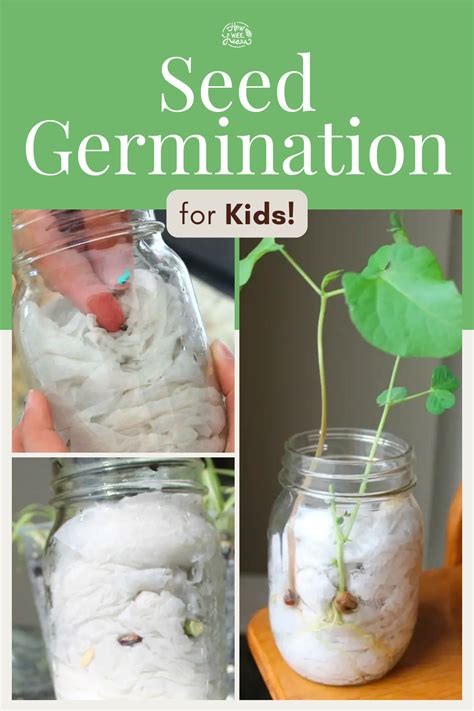 Seed Germination Third Grade
