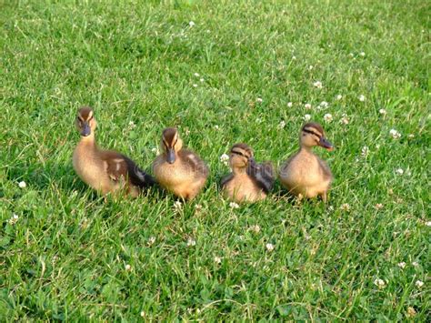 Keep Your Ducks In A Row Stock Image Image Of Birds 29561871