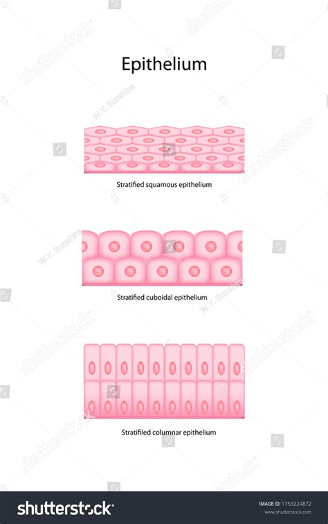 Types Epithelial Cell Have Many Layers Stock Illustration 1753224872 Shutterstock