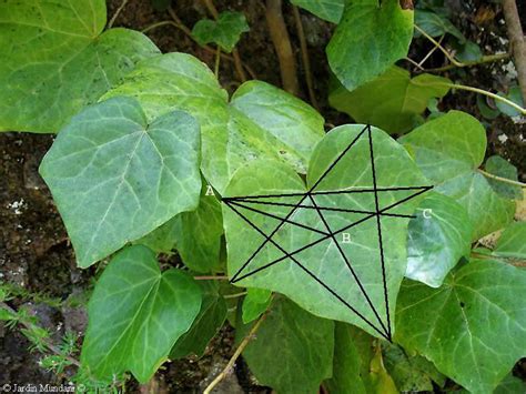 Future Is Written In Green Structural Genetics The Golden Ratio Phi φ