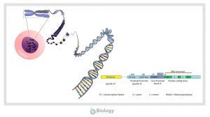 Consensus Sequence Definition And Examples Biology Online Dictionary