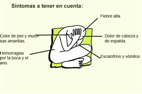Fiebre Amarilla Signos Y Síntomas