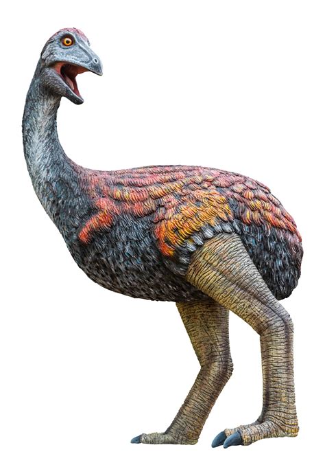 Elephant Bird Elephant Bird