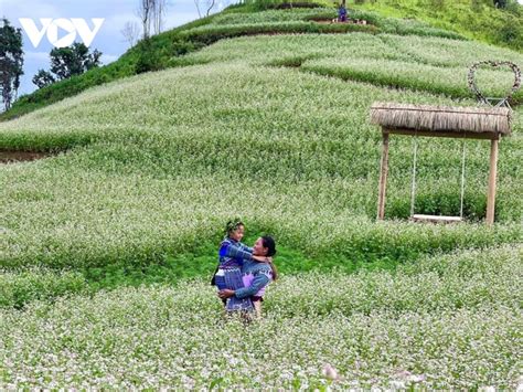 Tam giác mạch Si Ma Cai nở rộ chào đón du khách đến dịp 2 9