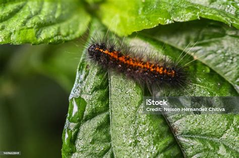 緑の葉の上の黒とオレンジの毛虫のマクロ 2015年のストックフォトや画像を多数ご用意 2015年 カラー画像 クローズアップ