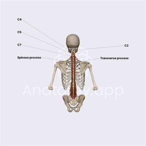 Multifidus Muscles Anatomyapp Multifidus Muscles Anatomyapp