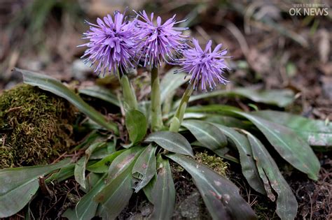 한국의야생화 33 조신한 요조숙녀 생기발랄한 미니스커트를 입은 듯한 처녀치마꽃