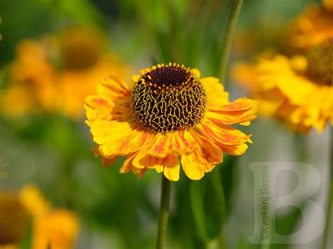 Helenium Wyndley Kwekerij Bazuin