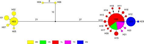 Median Joining Network Based On Maximum Parsimony Among Mtdna Download Scientific Diagram