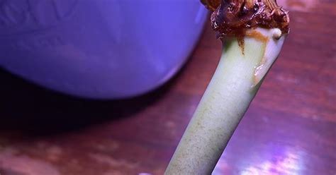 Philo Gloriosum Pics Album On Imgur