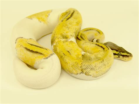 Morph List World Of Ball Pythons Morph List World Of Ball Pythons