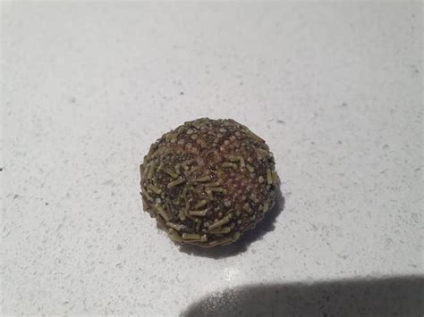 Fossil Id R Fossilid