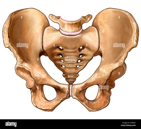 Bones Of The Pelvis Hi Res Stock Photography And Images Alamy