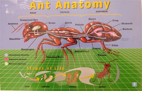 Fire Ant Anatomy