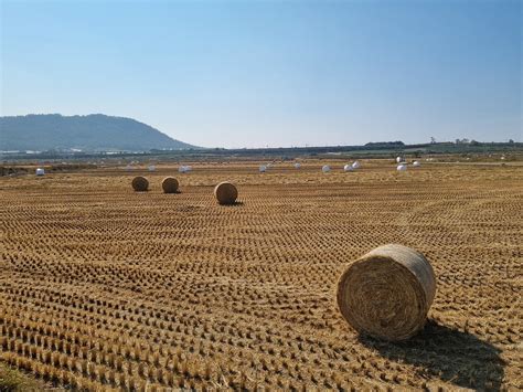 쌀 논 농업 Pixabay의 무료 사진 Pixabay