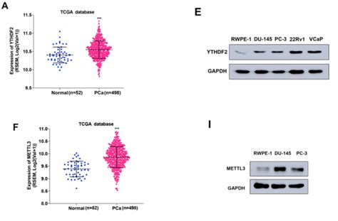 组会文献分享 Ythdf2 介导靶基因 Mrna 降解参与前列腺癌进展 知乎
