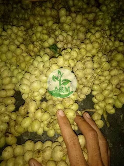 Benih Biji Pohon Kayu Manglid Lazada Indonesia