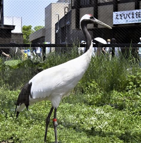 （727） 日本で一番大きい鳥 最後に配ってくれたカードには？ タンチョウ 47news（よんななニュース）