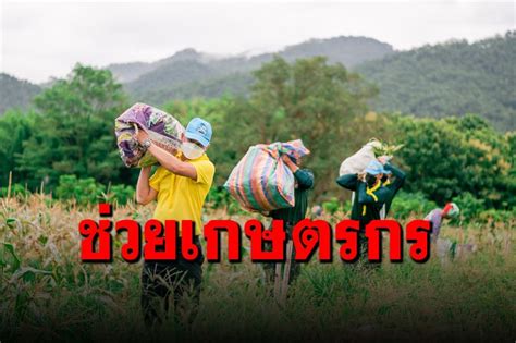 ข่าว Like สาระ ทหารช่วยเกษตรกรรับซื้อ ข้าวโพดหวาน มอบให้กำลังพลยาม