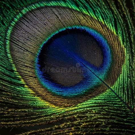 Close Up Of A Peacock Feather Showcasing Its Vivid Iridescent Colors The Feather S Eye Stock