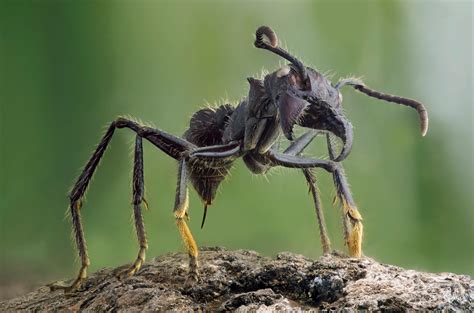 Chất Hóa Học Có Trong Nọc độc Của Kiến đạn Hóa Chất Đại Việt