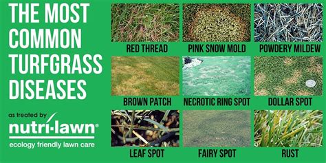Identify And Treat Turfgrass Diseases In Your Lawn