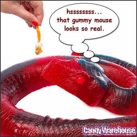 26 Pound Party Gummy Python Bestcandyshop