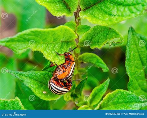 Mating Colorado Potato Beetles On A Potato Leaf Oviposition Of Potato