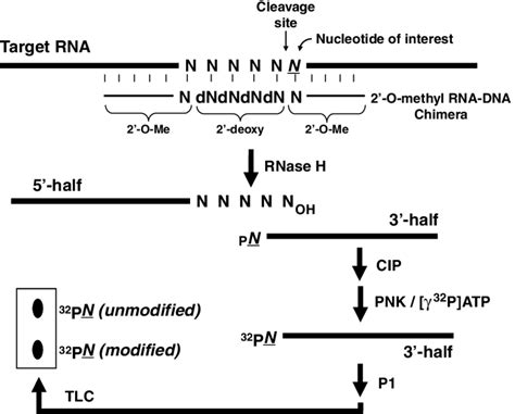 1 The Method For Detecting And Quantifying Base Modifications Is Download Scientific Diagram
